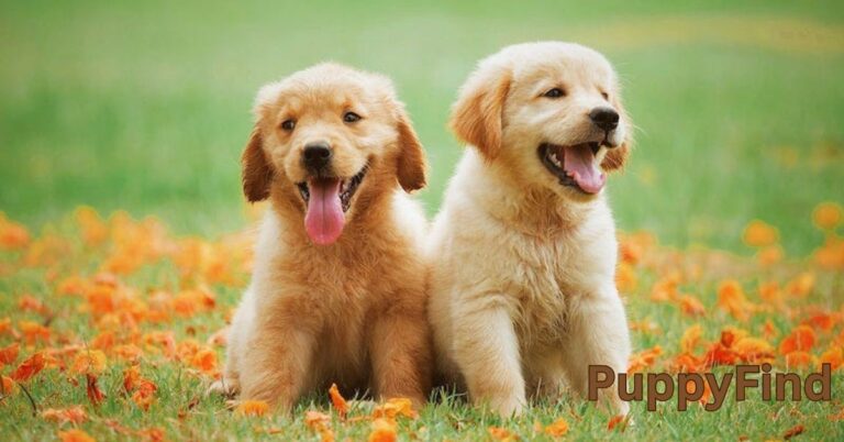 PuppyFind: Finding Your Perfect Puppy Online