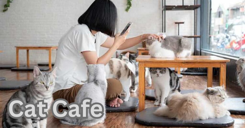 Paws & Perks: How to open a Cat Cafe