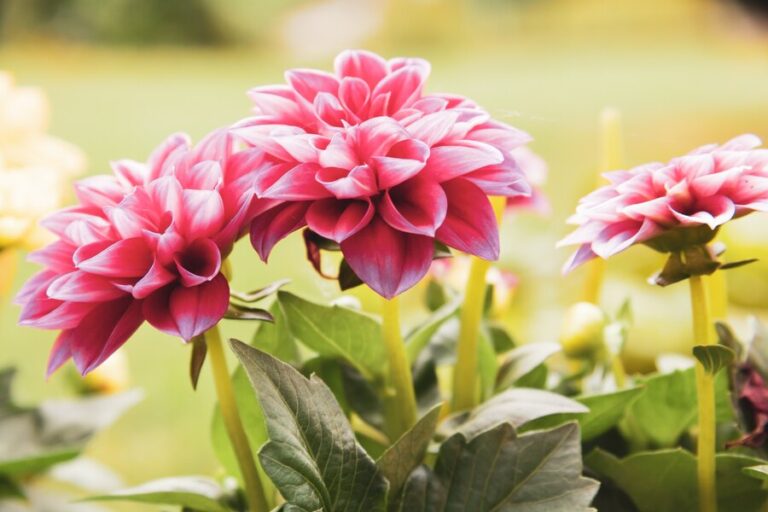 Dahlia pinnata: The Captivating Aztec Dahlia